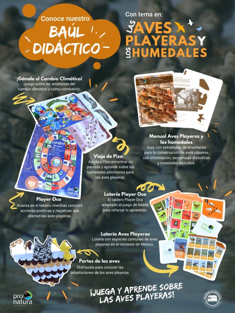 Baúl didáctico de aves playeras - Pronatura Noroeste AC Baúl didáctico de aves playeras - Pronatura Noroeste AC