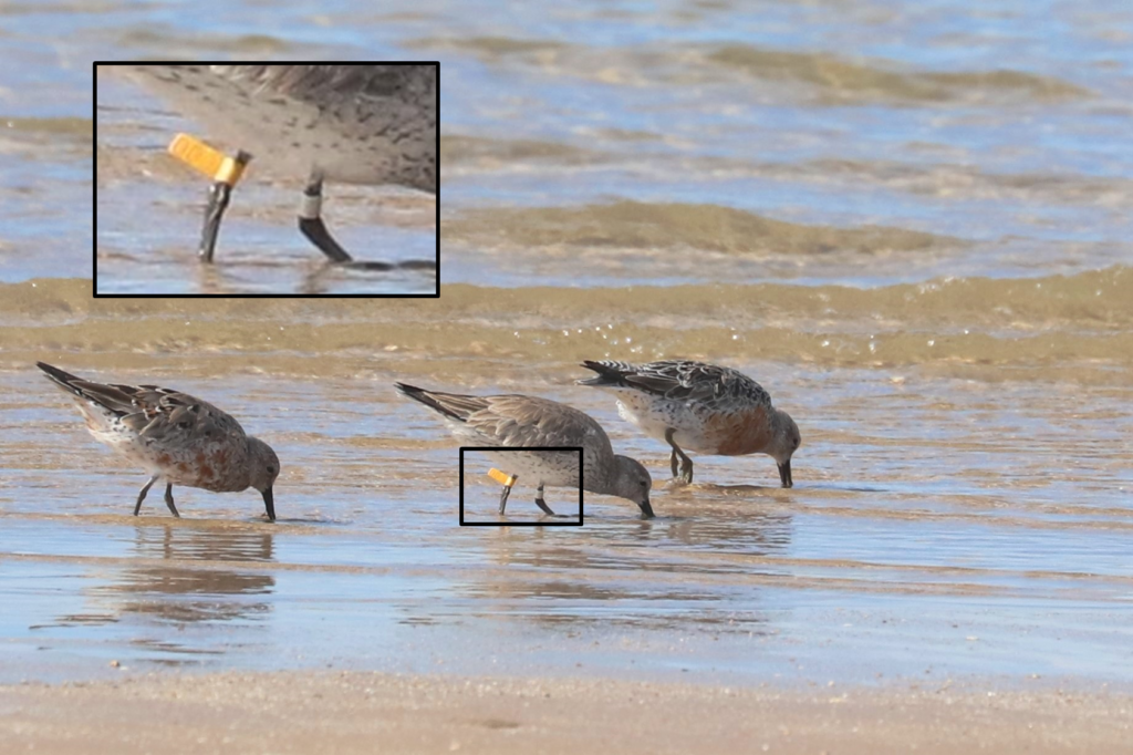 The very first Red Knot tagged by UABCS Bird Laboratory 15 years ago ...