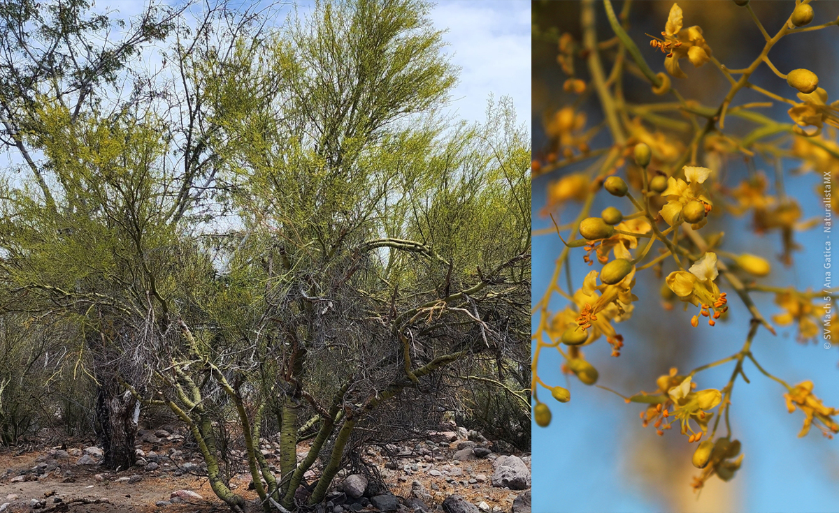 Conoce los árboles nativos del Desierto Sonorense